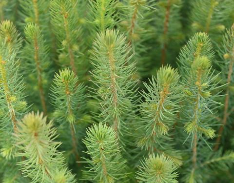 Welcome to Syngenta Forestry UK | Syngenta Professional Solutions
